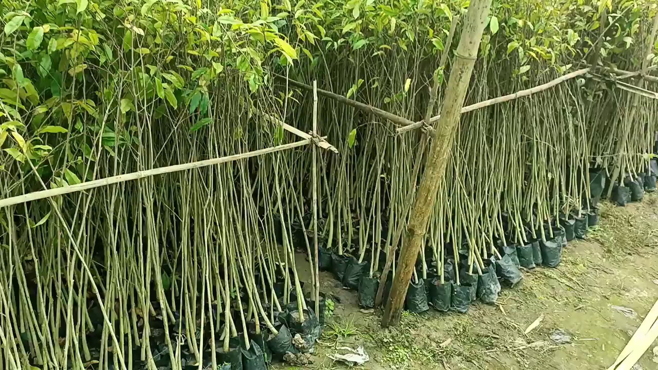 Kerela Agarwood plants | Agar tree plant's | Call- 06000371241 # ...