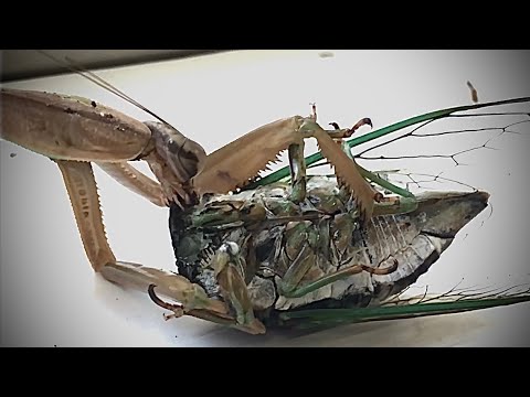 Praying Mantis Fights Cicada To The Death - YouTube