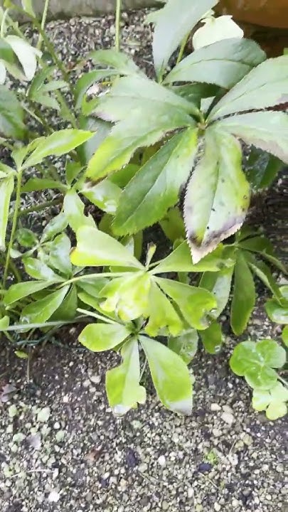 わが庭：クリスマスローズ：25．3．29 - YouTube