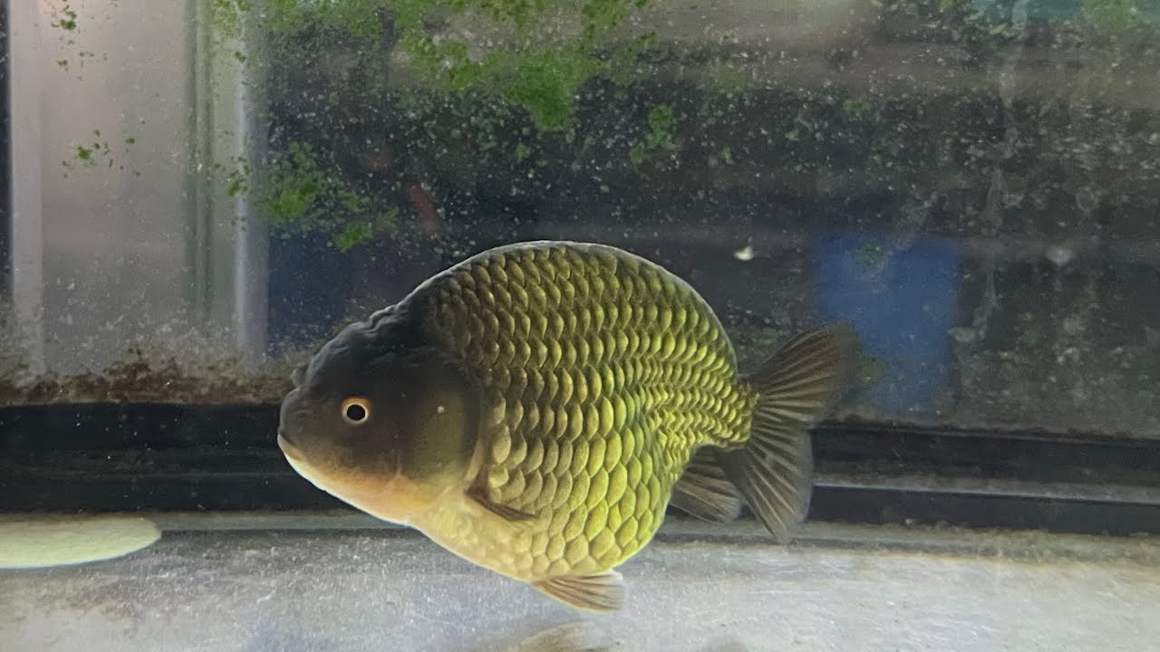 Guide to Select Potential Grade Ranchu for Goldfish Show - YouTube
