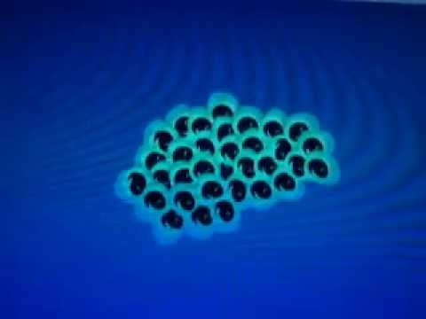 Shumimi te BRETKOCA - YouTube