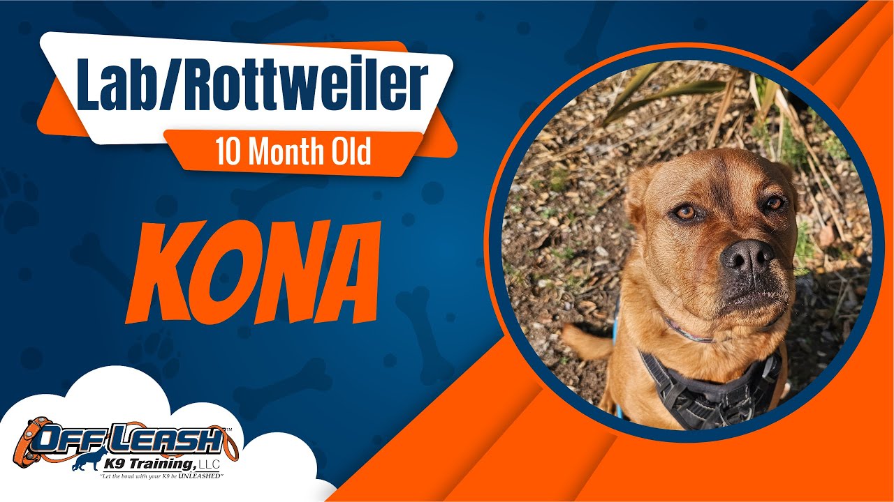 Best Lab/Rottweiler Dog Training | Marina | Kona - YouTube