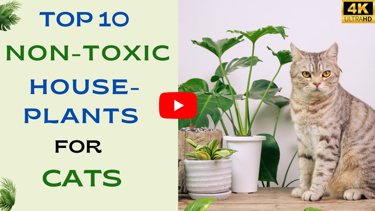 Top 10 Non Toxic Houseplants for Cats | Non-Toxic Indoor Plants | Pet ...