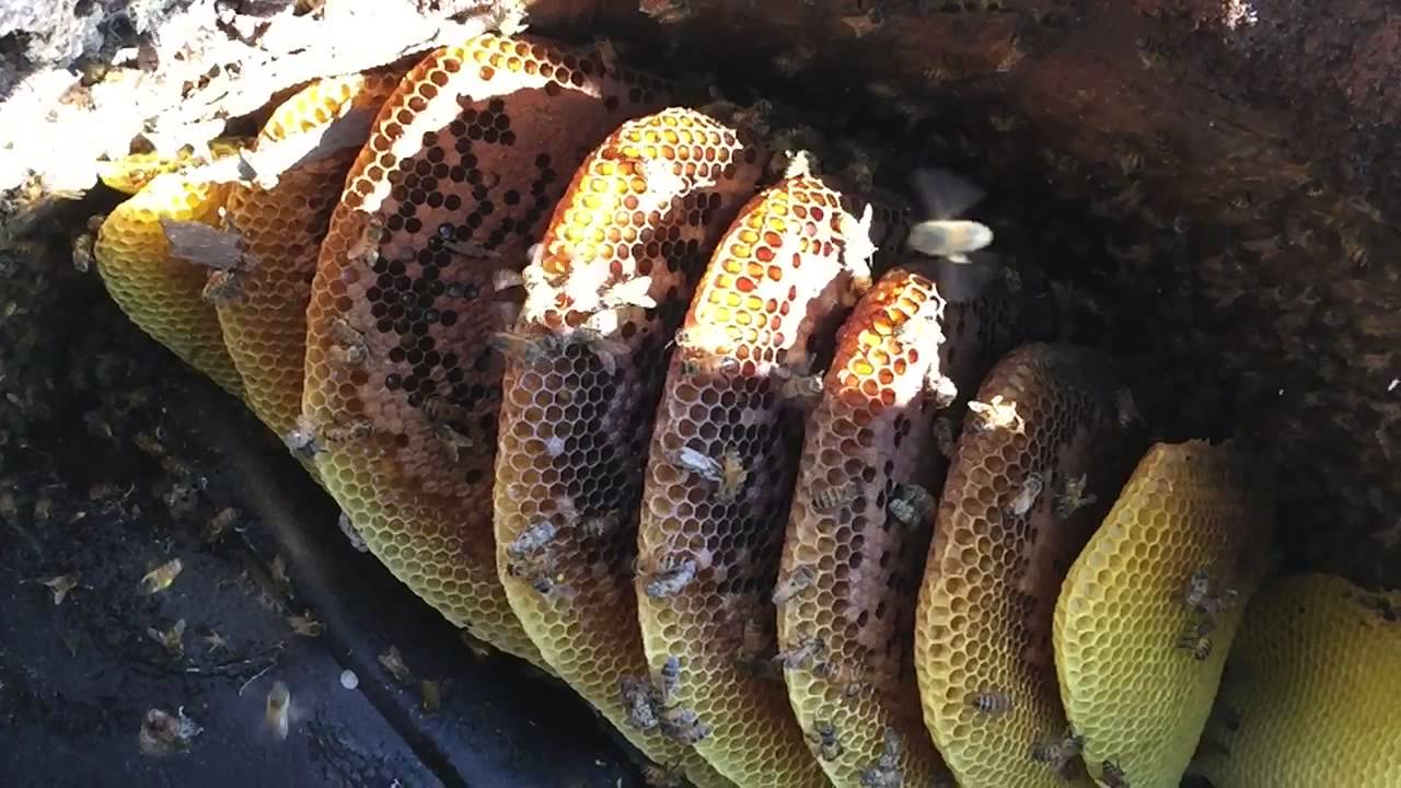 Killer Bees Present Bee Home Safe - YouTube