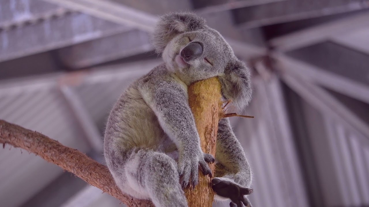 Koala Joey Sleeping Like a Log On A Log - YouTube
