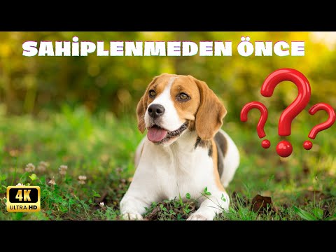 Beagle Köpeği Hakkında Bilmedikleriniz! Özellikleri, Karakteri ve #beagle #köpekler #doglife