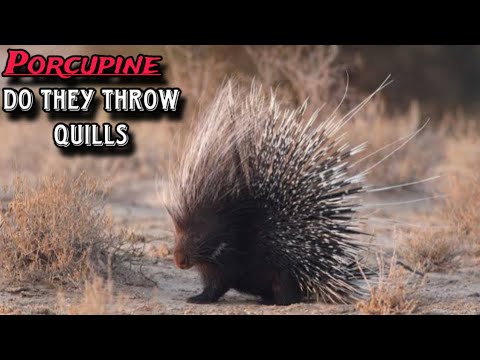 Porcupine : Do porcupine throw their Quills ! How Porcupine attack ...