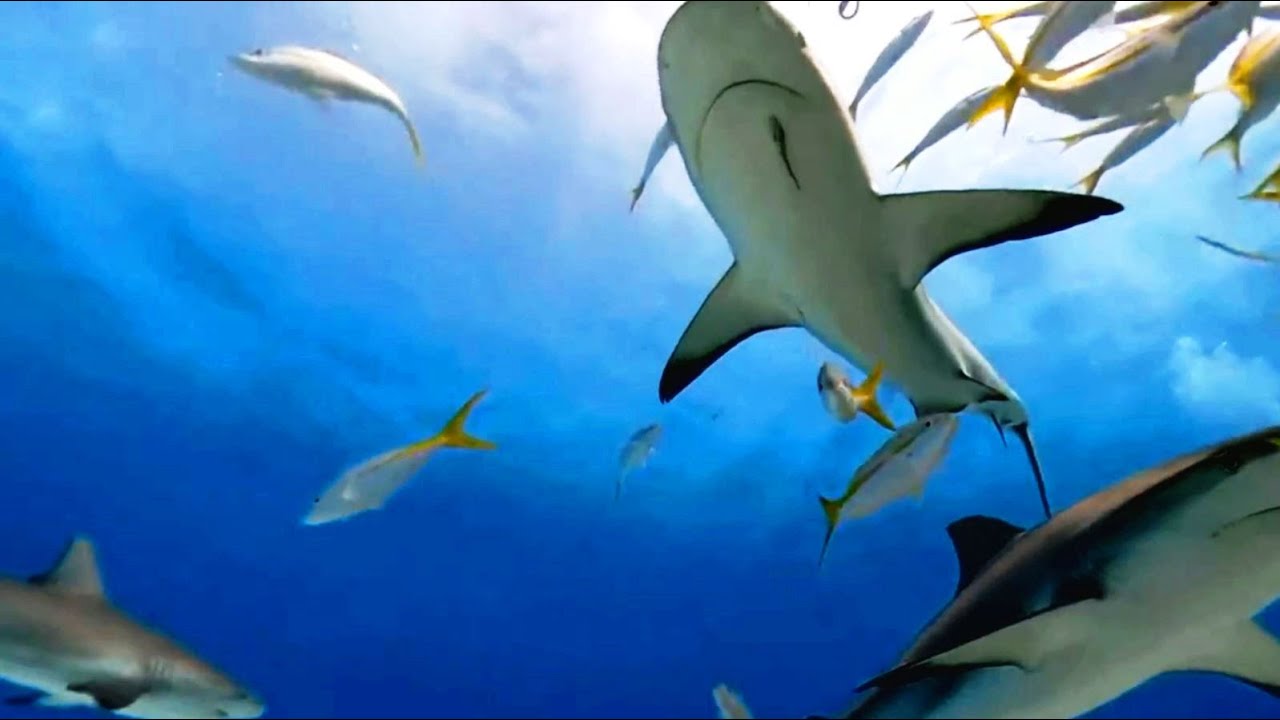 Virtual Reality - 360° Shark Encounters | Oculus Quest 2 - YouTube