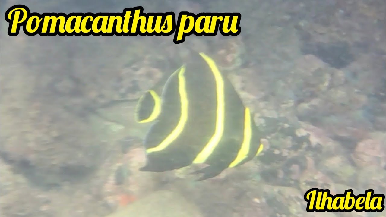 O interessante Peixe Frade ou Paru (Pomacanthus paru), peixe preto ...