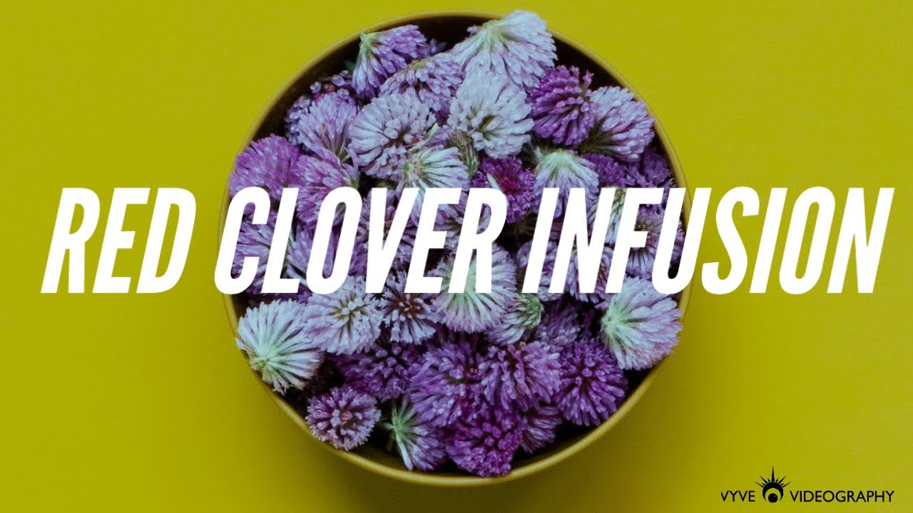 Red Clover Infusion - YouTube