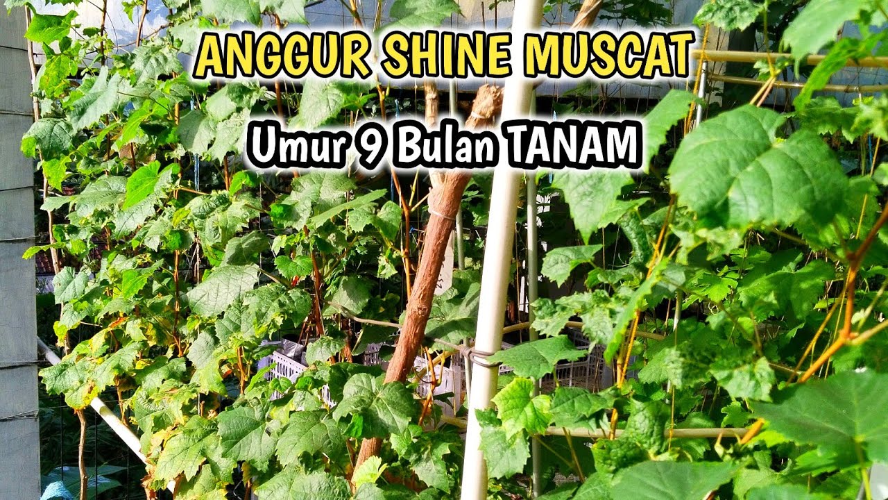 Anggur Shine Muscat Umur 9 Bulan‼️Apa Kabarnya - YouTube