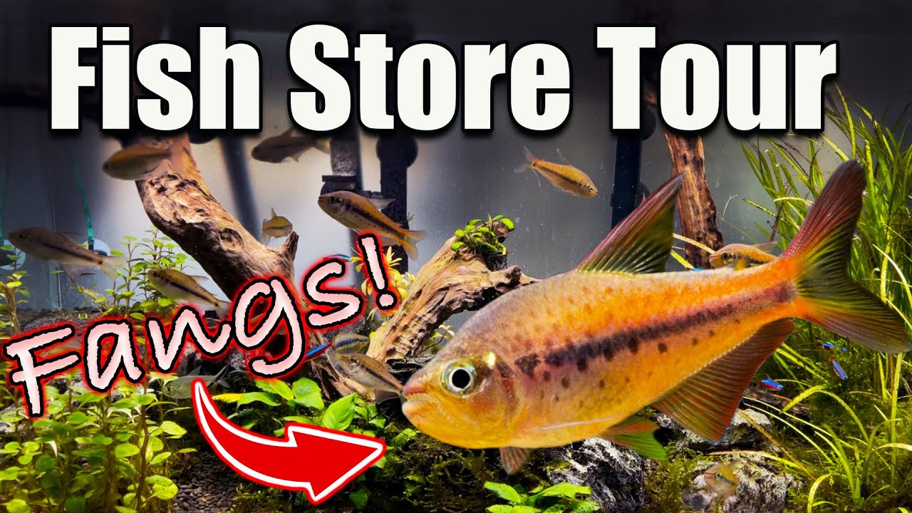 Want to See Some Interesting Fish? Aquatic Critter Fish Store Tour ...