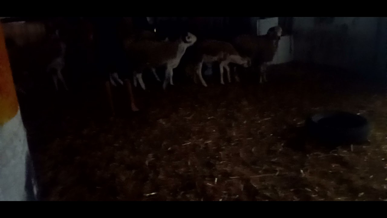 hawli family 2021 - YouTube