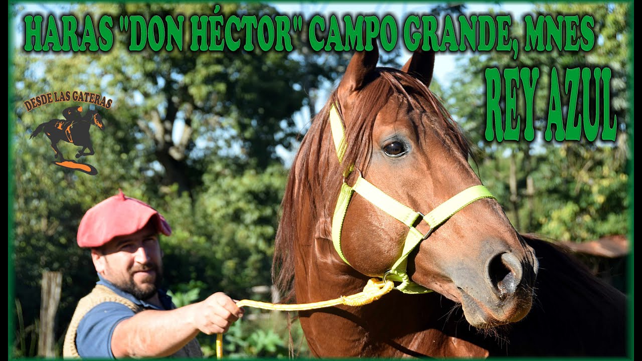 REY AZUL - SERVICIO DE PADRILLO - TEMPORADA 2023 - HARAS DON HECTOR ...