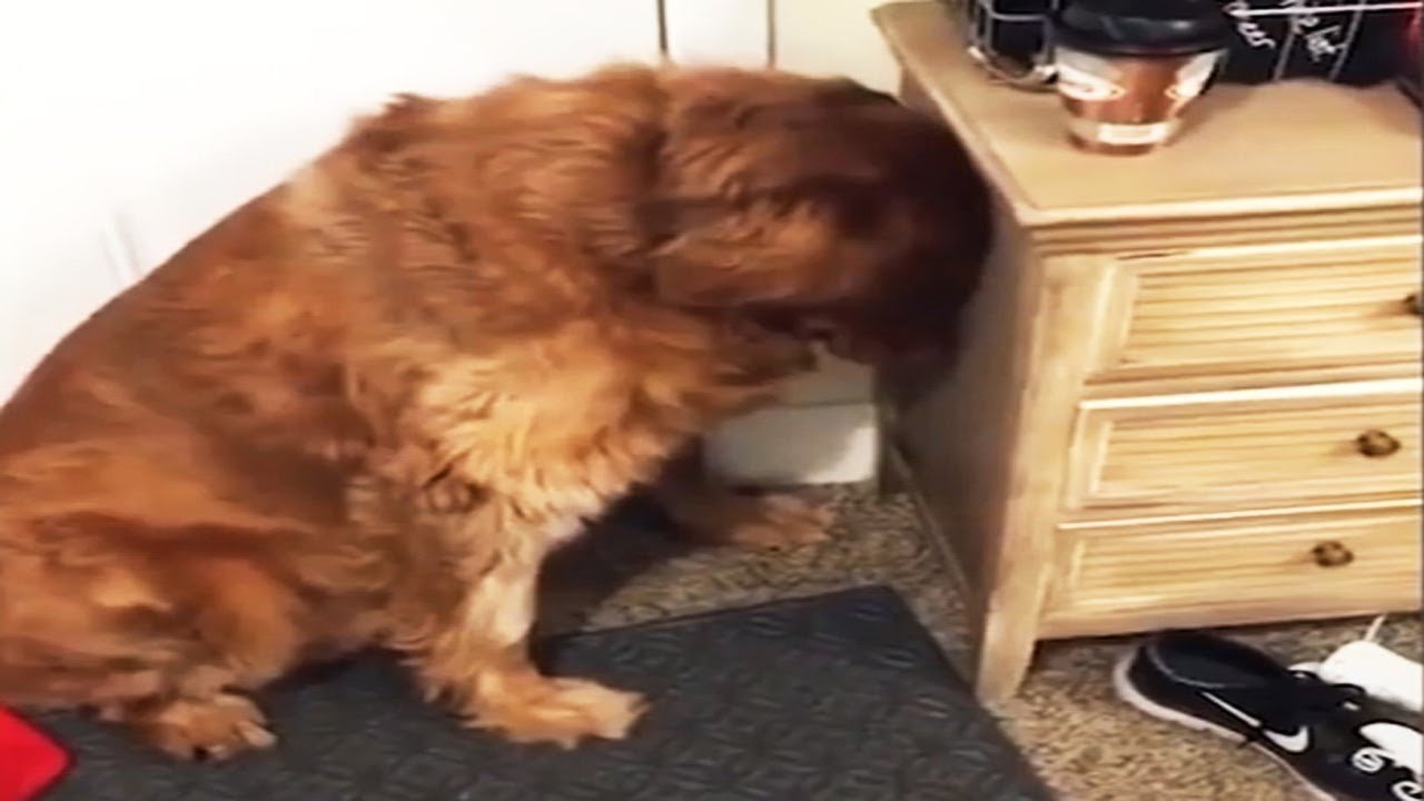 Guilty DOG Face Reaction 2020 😂 [Funny Pets] - YouTube