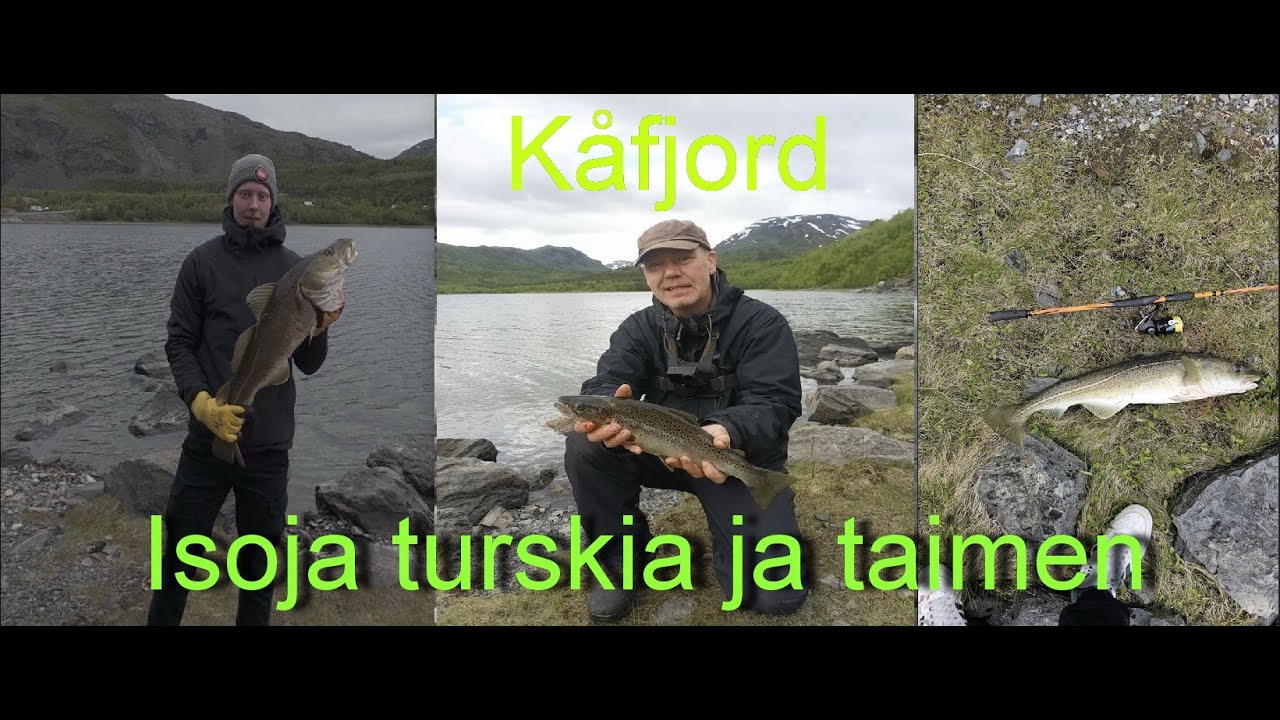 Kalassa pohjois Norjassa osa 3/3 .Kåfjord . Isoja turskia ja taimen ...