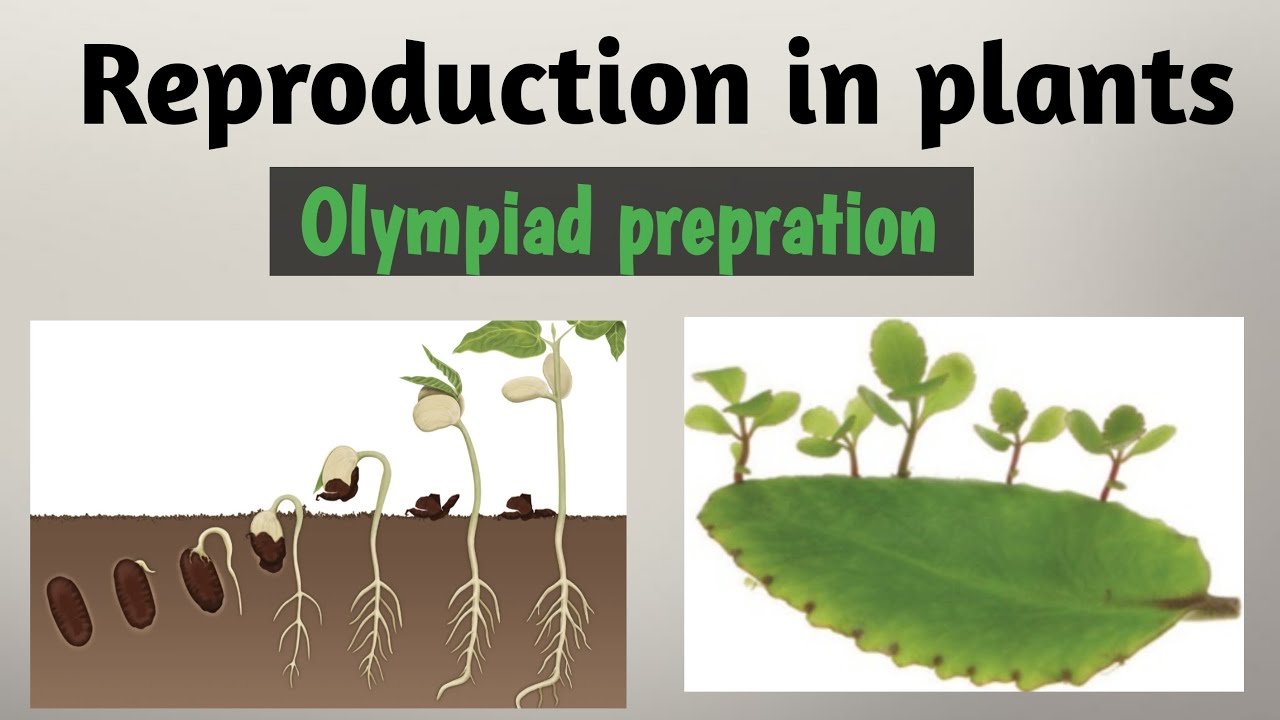 Reproduction In Plants How Plants Reproduce Different Process Of