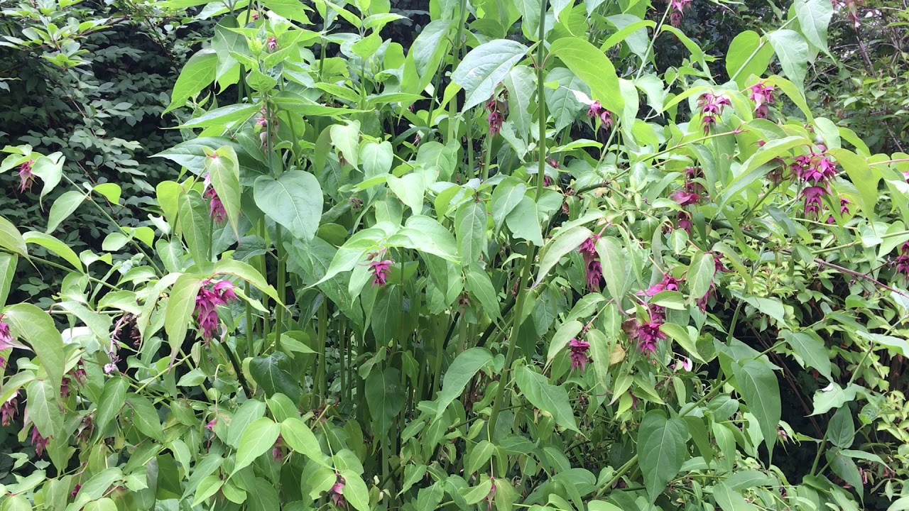 Pheasant berry (Leycesteria formosa) - leaves & flowers - July 2018 ...