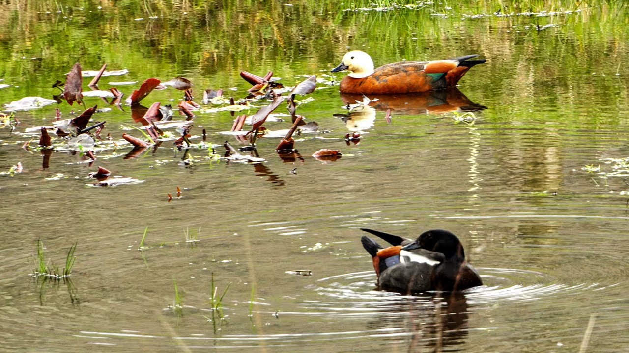Paradise Ducks Preening on Pond in Early Spring - New Zealand Native ...