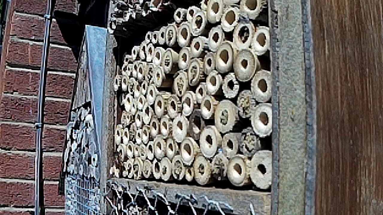 Intense activity around our Solitary (?) Bee nest box - YouTube