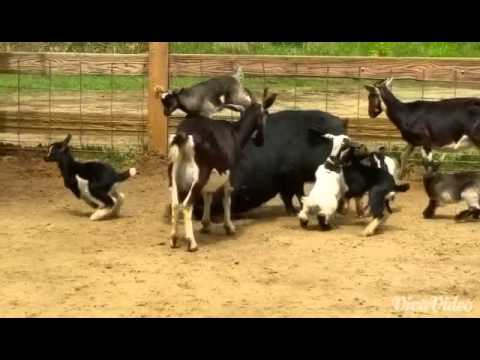 Baby Goats & Pot Bellied Pig - YouTube