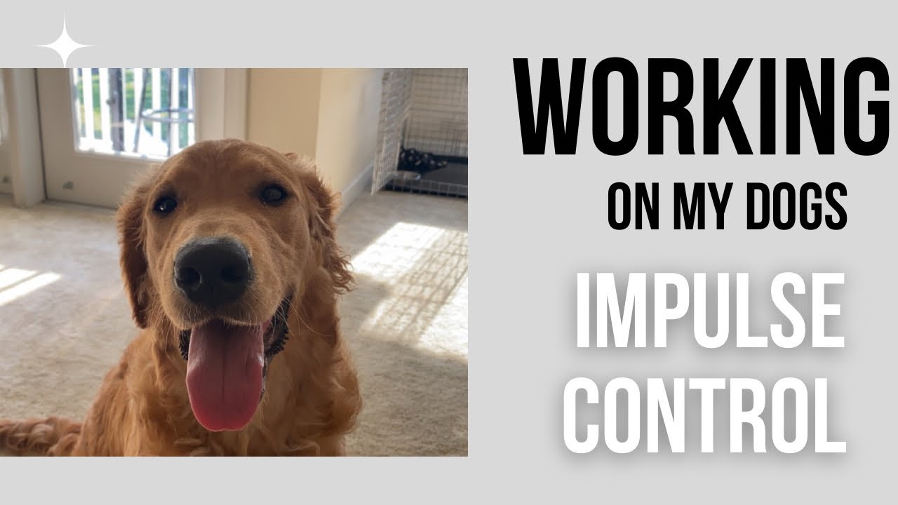 Working on my dogs Impulse control #dogslife #dogtraining - YouTube