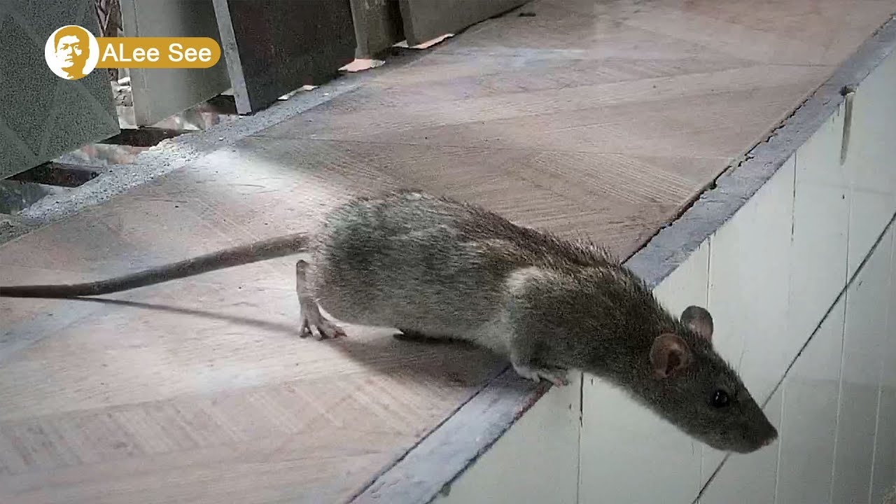 Urban Wildlife Rats Activities on the Balcony | Rats Running Around on ...