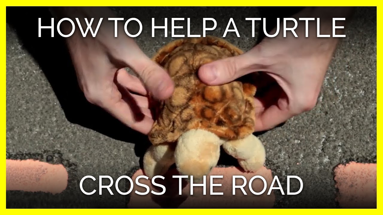 Do You Know How to Help Turtles Cross the Road? - YouTube