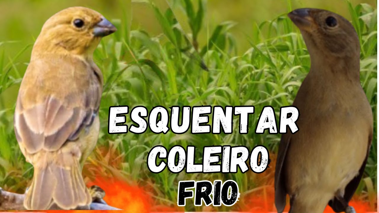 fêmea de coleiro chamando Muito Para Esquentar coleiro frio - YouTube