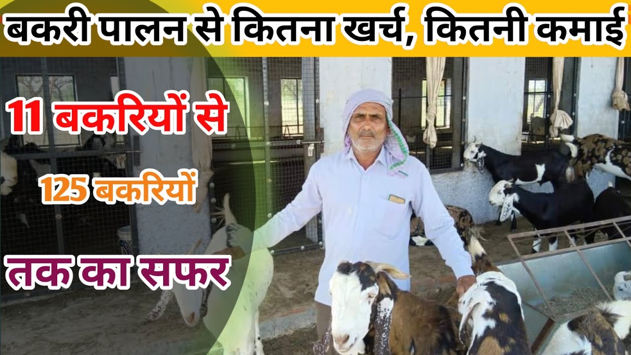 The journey from 11 goats to 125 goats|11 बकरियों 🐐🐐 से 125 बकरियों तक ...
