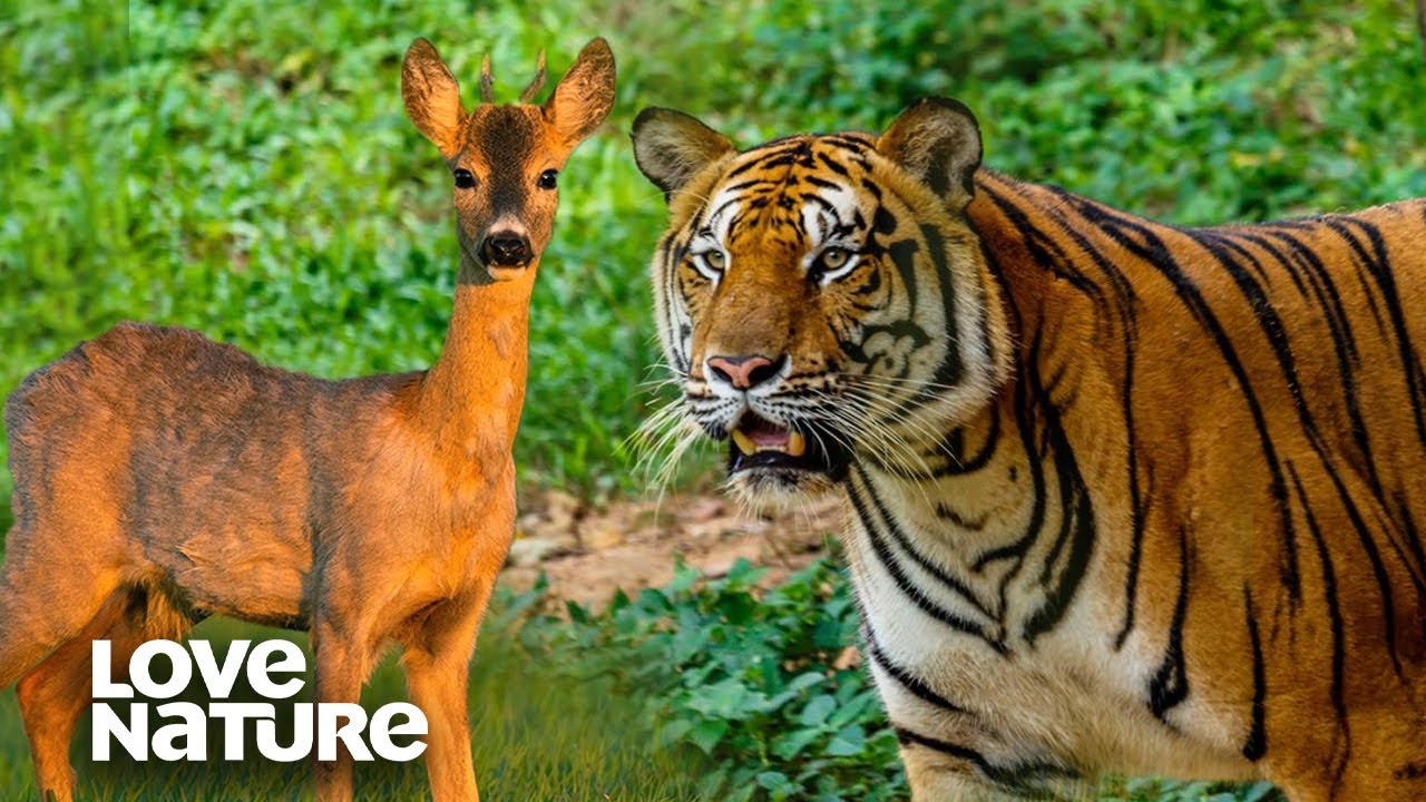 Deer and Bengal Tiger Standoff | Love Nature - YouTube