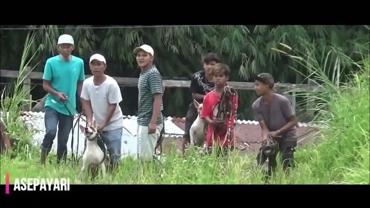 Inilah aksi team 🌟46 berburu hama babi marenten di Buru Sawah Tangah Simabur #wildboardhunt ...