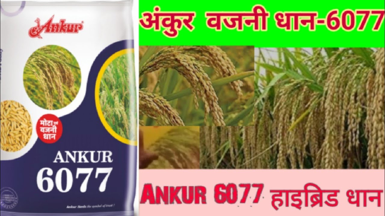 Ankur hybrid seeds 6077, अंकुर 6077 मोटा एवं वजनी धान | अंकुर 6077 सबसे ...