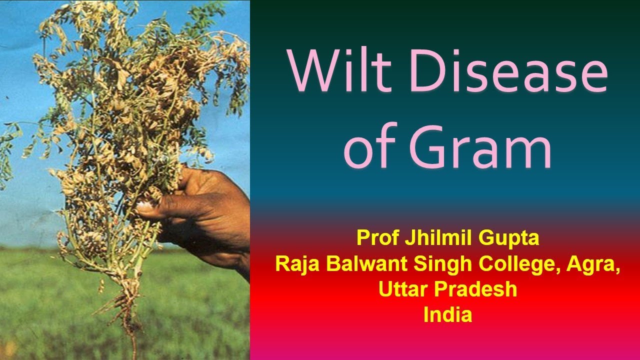 Wilt disease of Gram | चने का म्लानि रोग । Prof Jhilmil Gupta | प्रो ...
