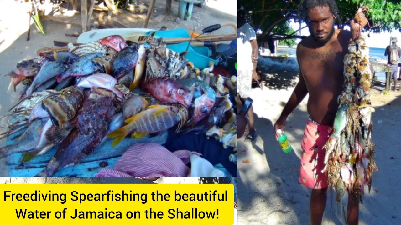 Freediving Spearfishing the Beautiful Water of Jamaica on the Shallow ...