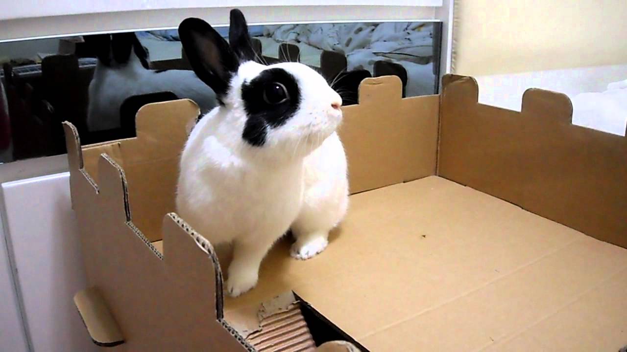 The thumping little rabbit.wmv - YouTube