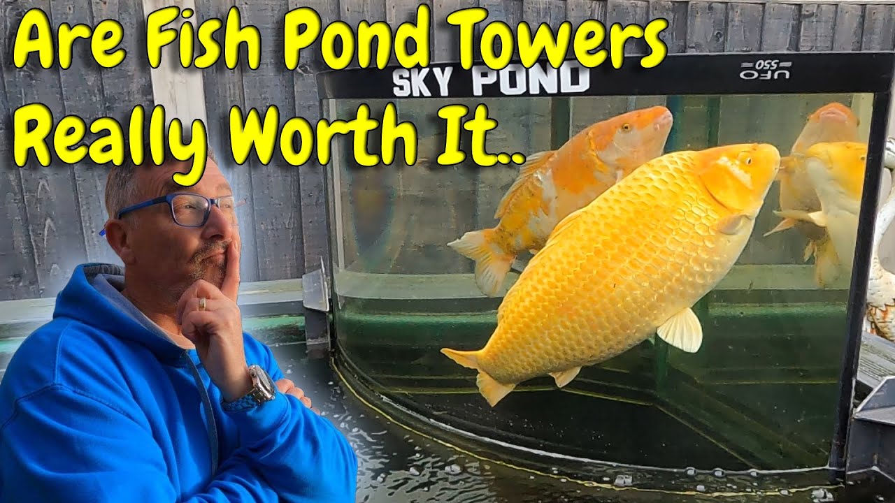 TRANSFORMING YOUR KOI FISH POND WITH A VIEWING TOWER*BUT ARE THEY ...