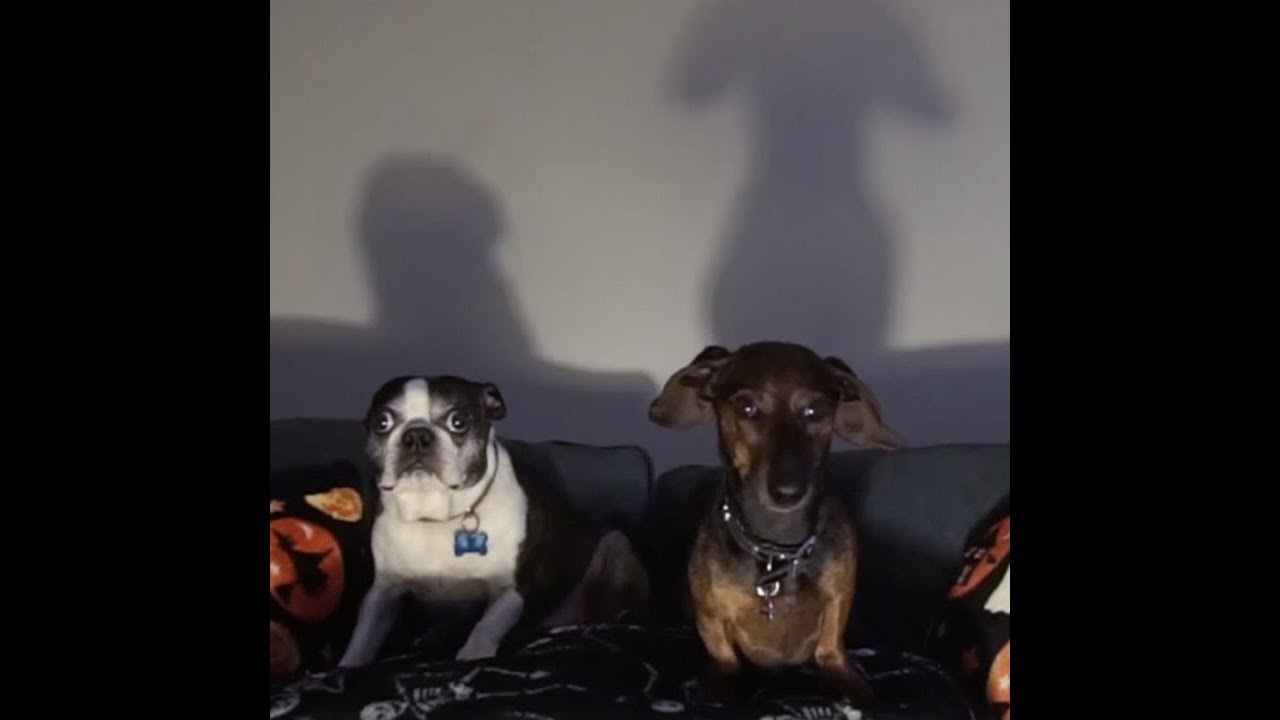 Dogs Watching Scary Horror Movies - Cute - YouTube