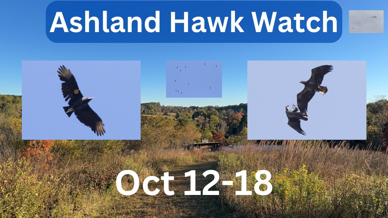 Ashland Hawk Watch Update Week 7: Highlights and Raptor Identification ...
