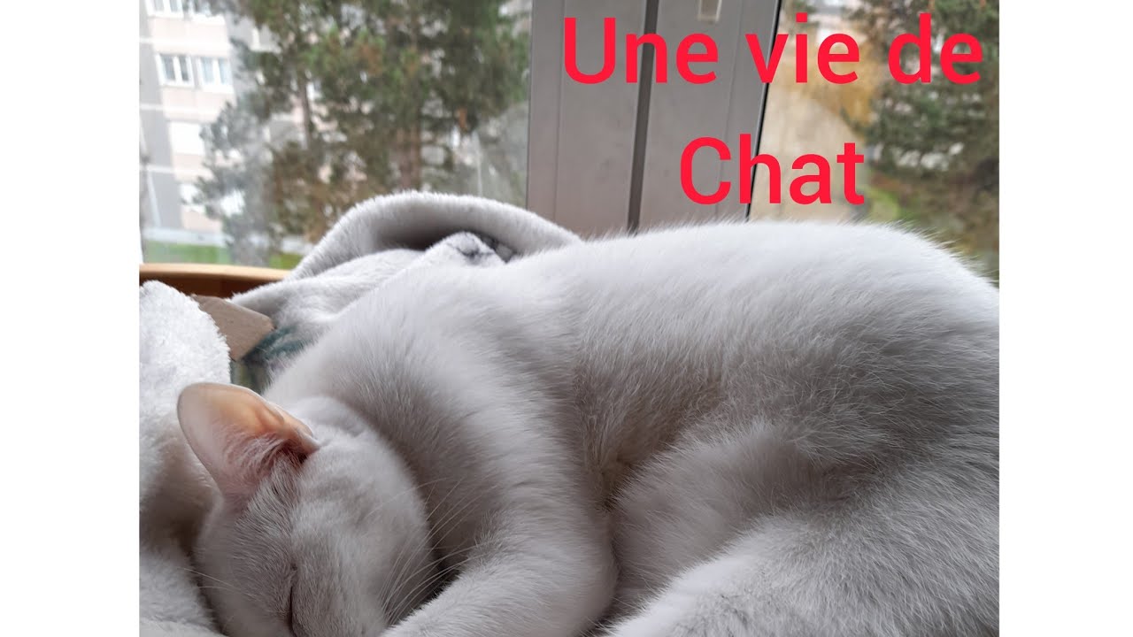 bien arrivee chez coco et une vie de chat - YouTube