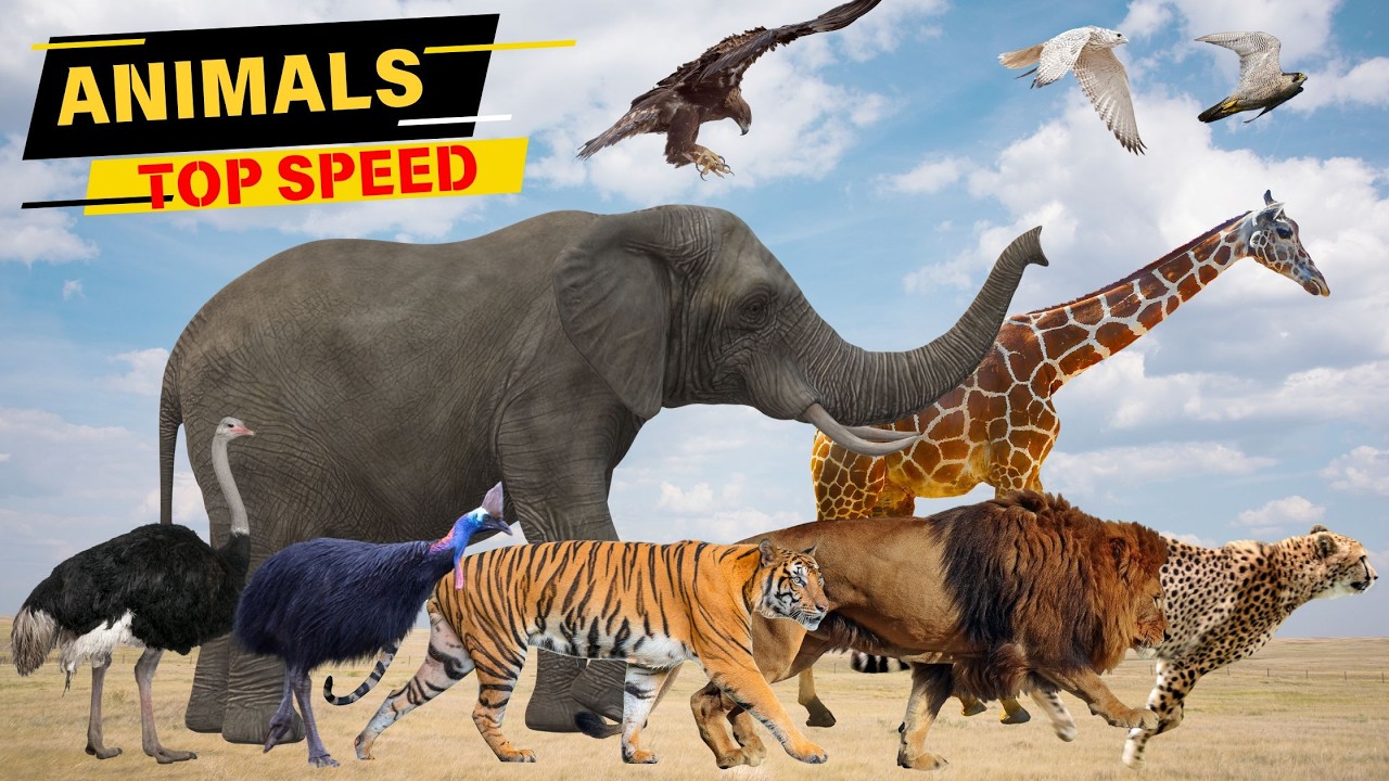 Animal Kingdom's Top Speed Comparison - YouTube