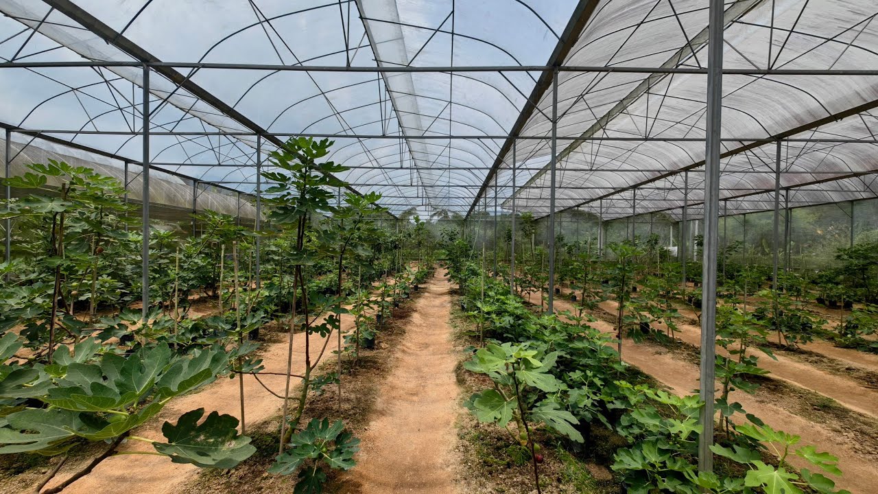 A visit to Fig Malaysia Farm in Janda Baik Bentong Pahang Malaysia ...