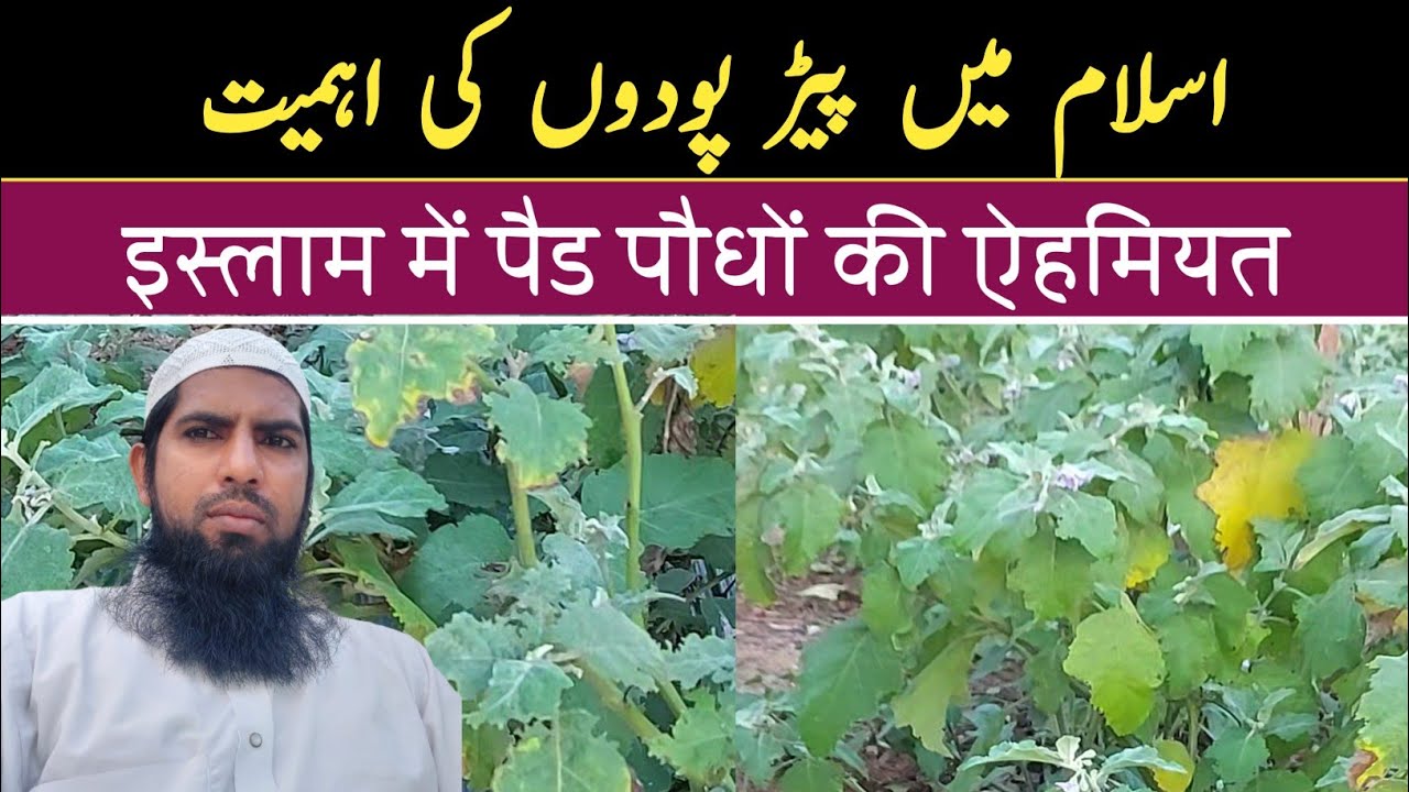 Importance Of Trees In Islam Islam Main Paid Podon Ki Aehmiyat importance-of-trees-in-islam-islam-main-paid-podon-ki-aehmiyat