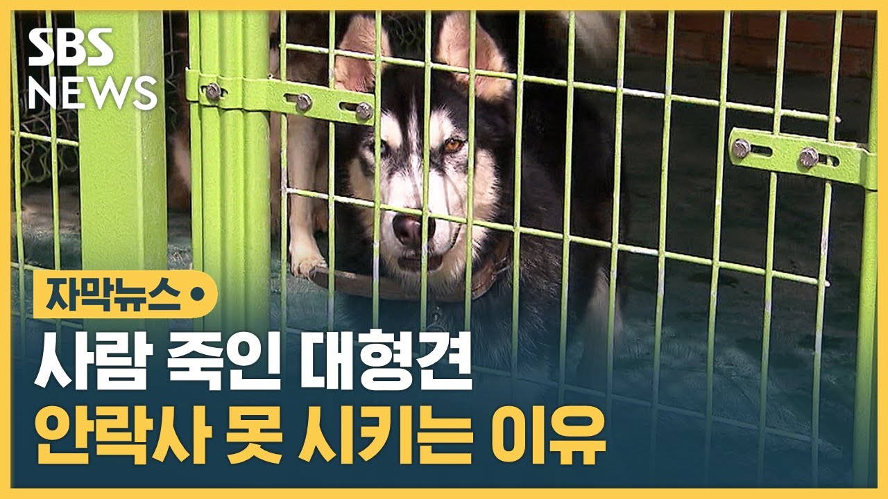 사람 죽인 대형견안락사 못 시키는 이유 자막뉴스 Sbs Youtube