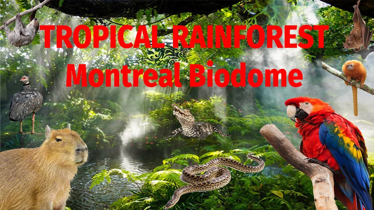 Uncaged Zoo Tours: Tropical Rainforest at the Montreal Biodome ft ...