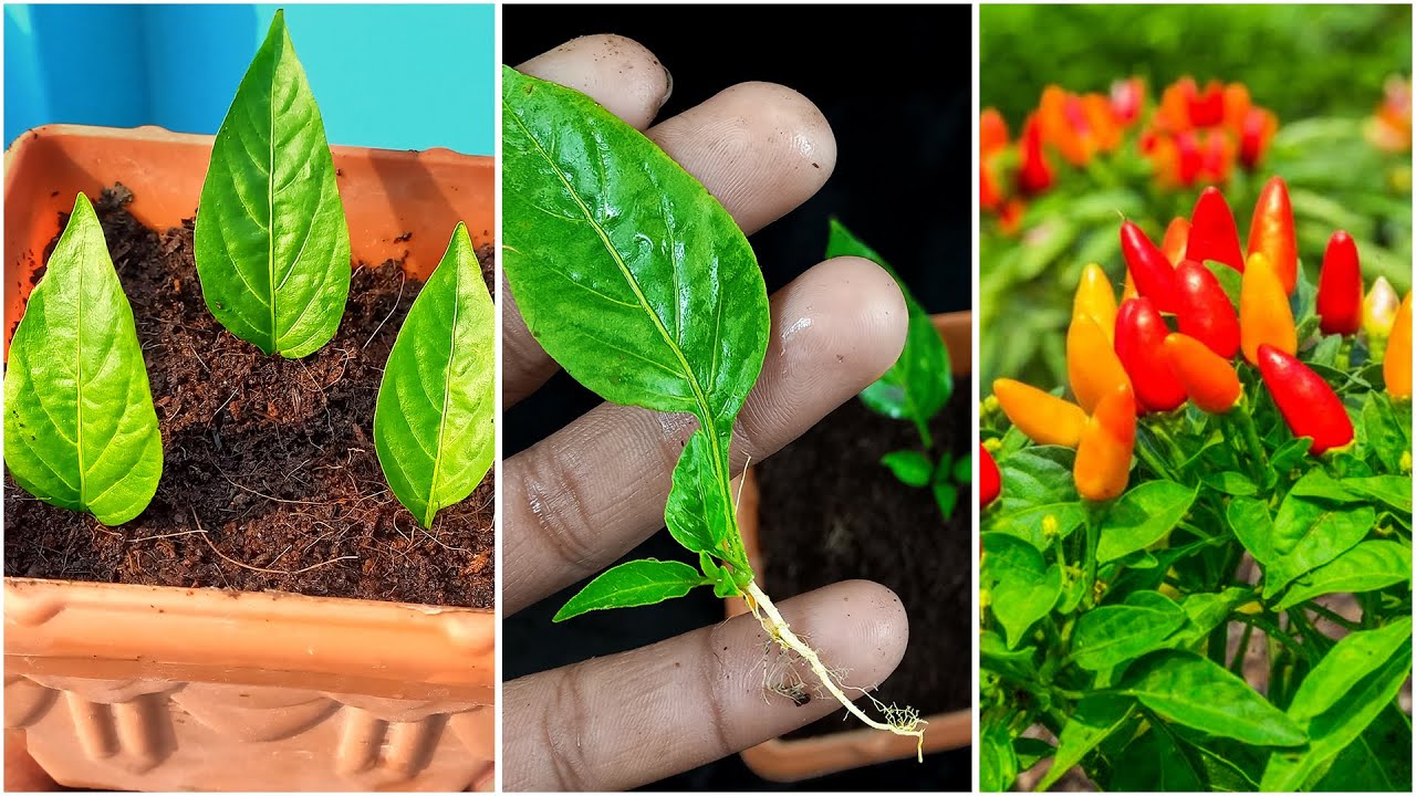 How to Grow Chilli plant from Chilli leaves at Home (Fast N Easy ...