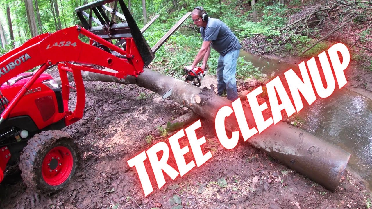 Tree Cleanup - YouTube