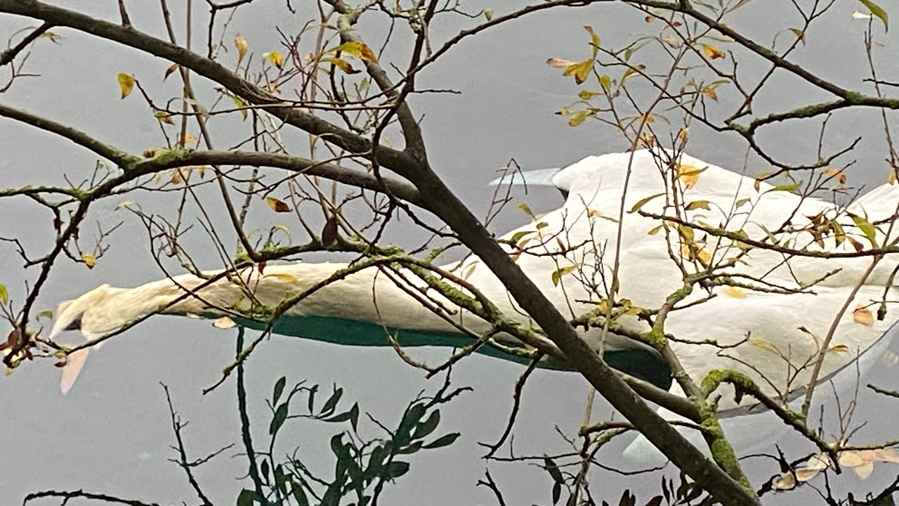 RIP 🪦 THOR🦢 second swan death in three days.. - YouTube