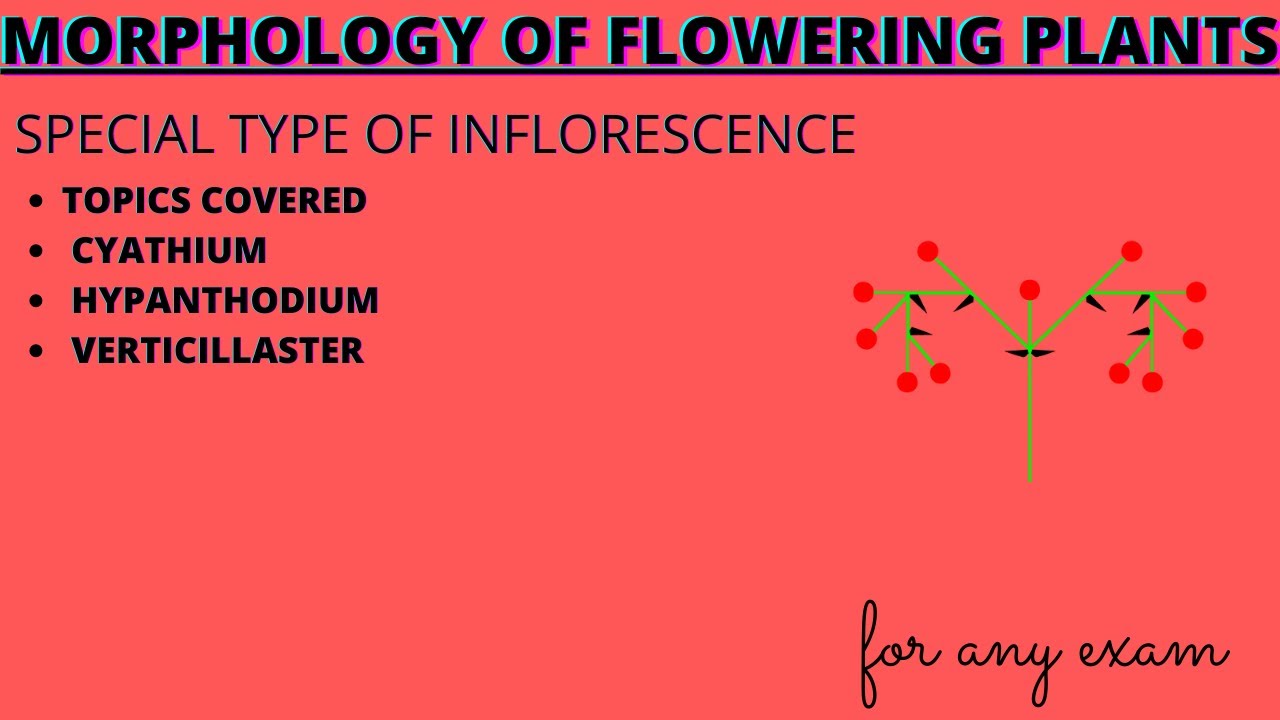 09 SPECIAL TYPE OF INFLORESCENCE || MORPHOLOGY OF FLOWERING PLANTS ...