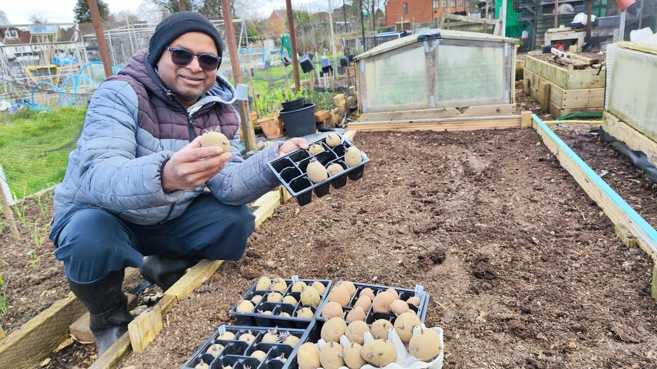 MARCH ~ Potato Planting #allotment #allotmentlife #allotments # ...